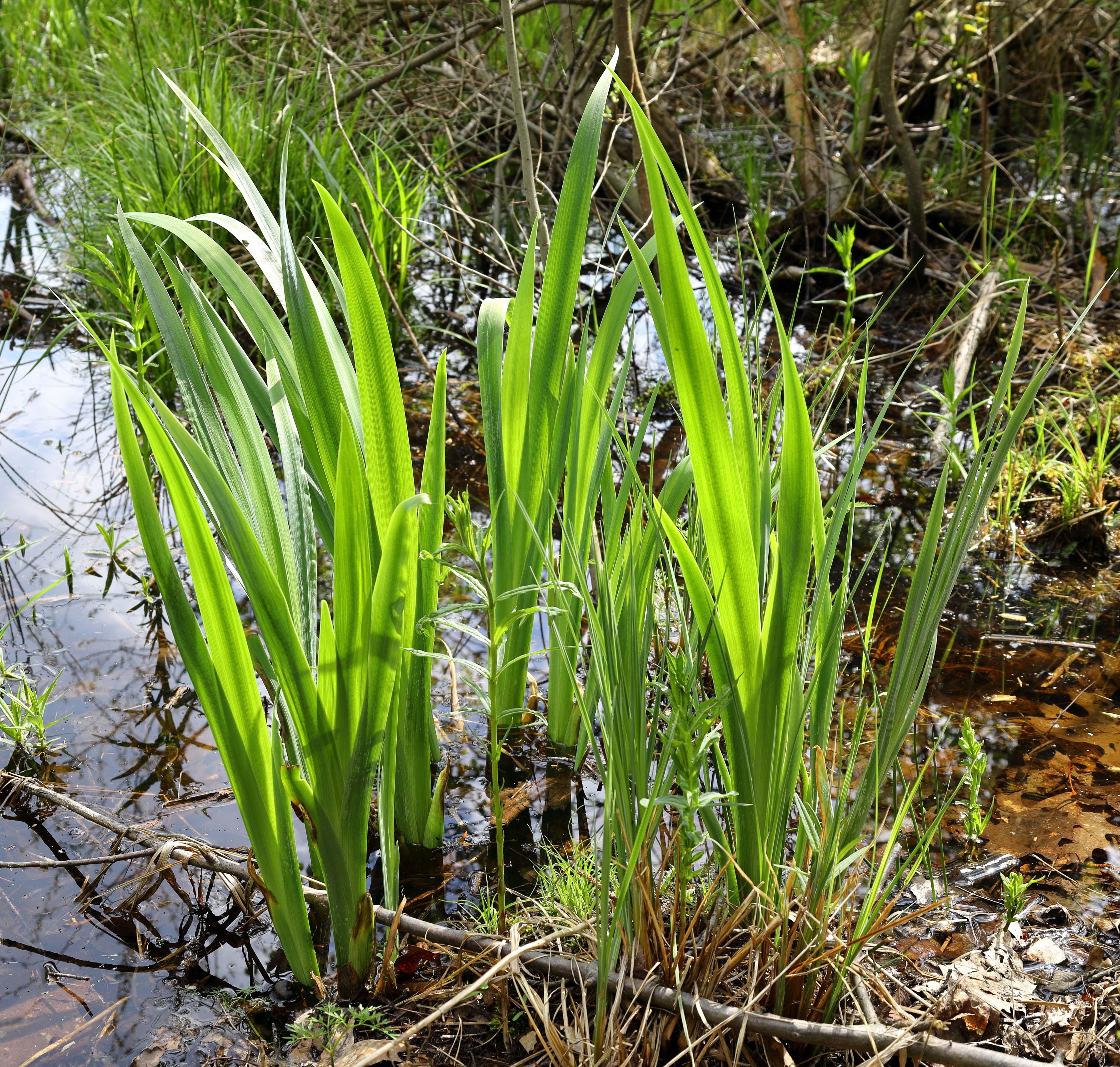 Acorus calamus (Sweet flag) - MP001 Packs – North East Pet Shop