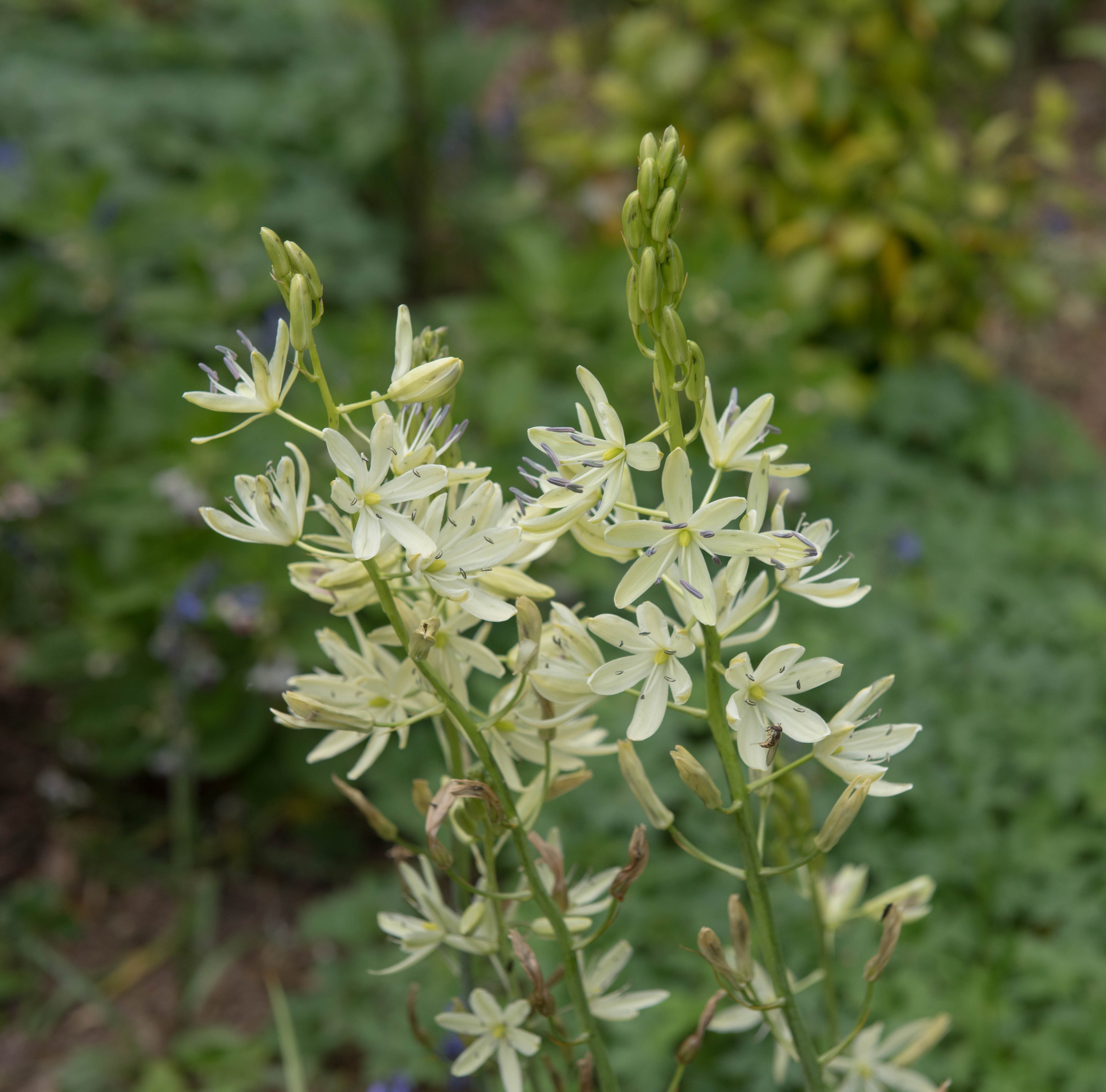 Camassia leichtlini ‘ALBA’ (Common camas lily) - Marginal Pond Plant ...