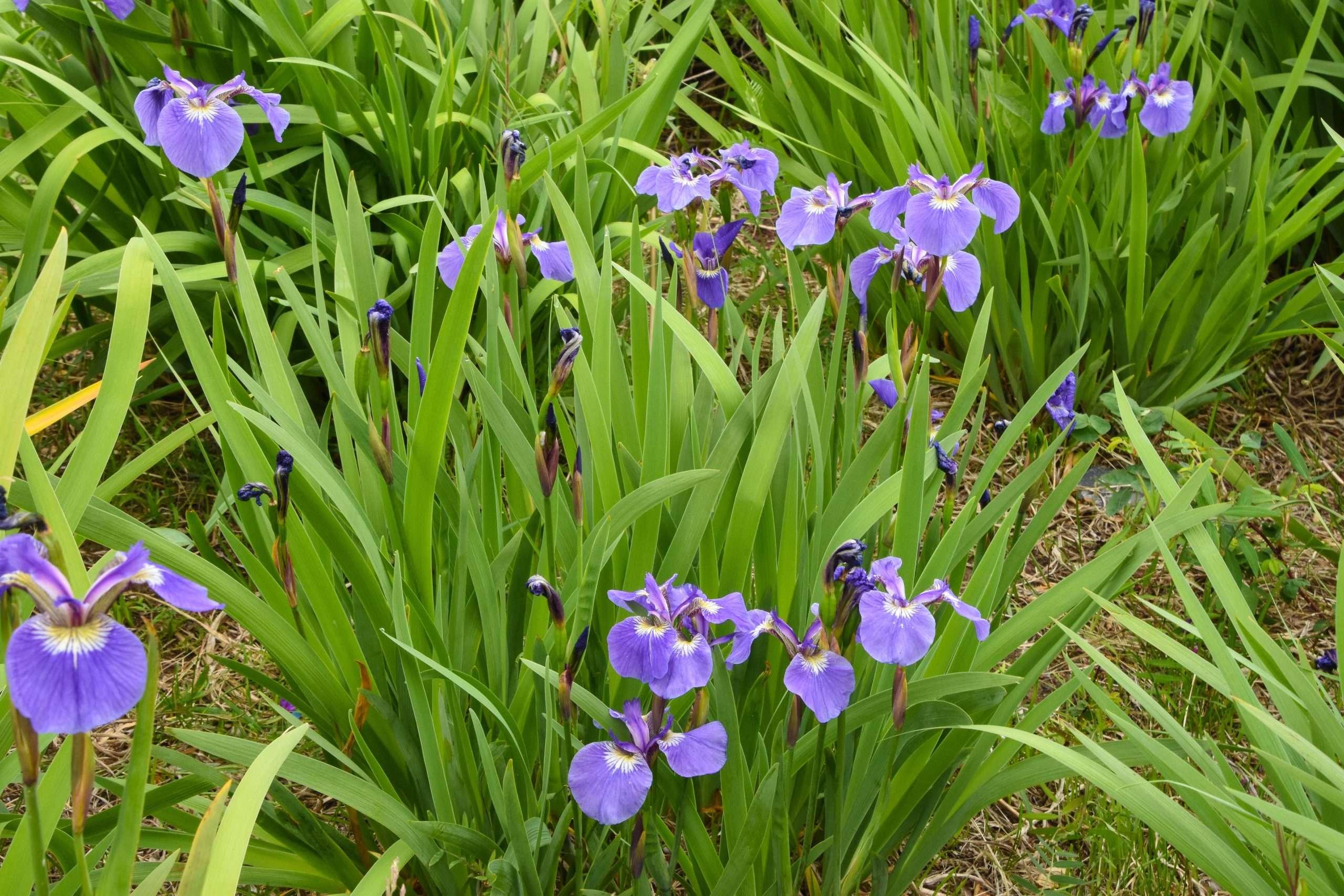Iris Setosa - Marginal Pond Plants - BP067 – North East Pet Shop