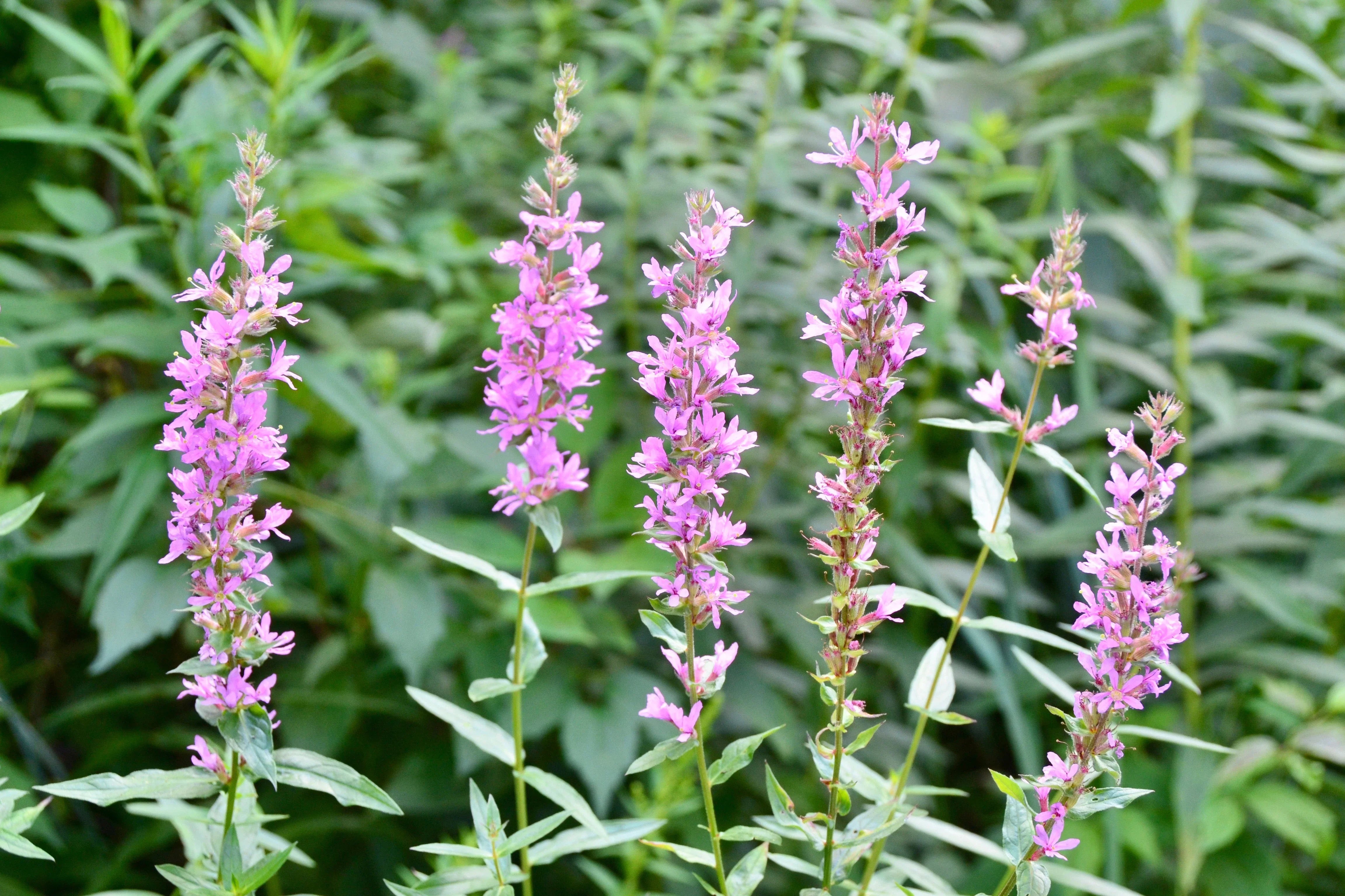 Lythrum Salicaria 'Rosy Gem' - MBP079 Packs – North East Pet Shop